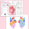 Framed Anatomical Heart, 3D Papercraft - HOBBYMO